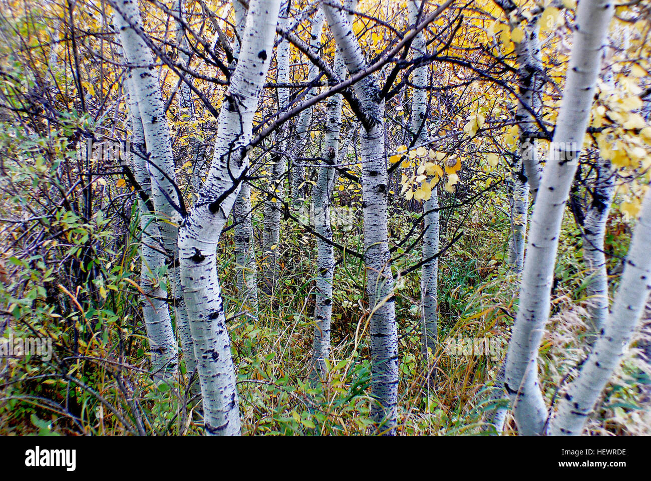 Aspen tree leaves turn autumn hi-res stock photography and images - Alamy