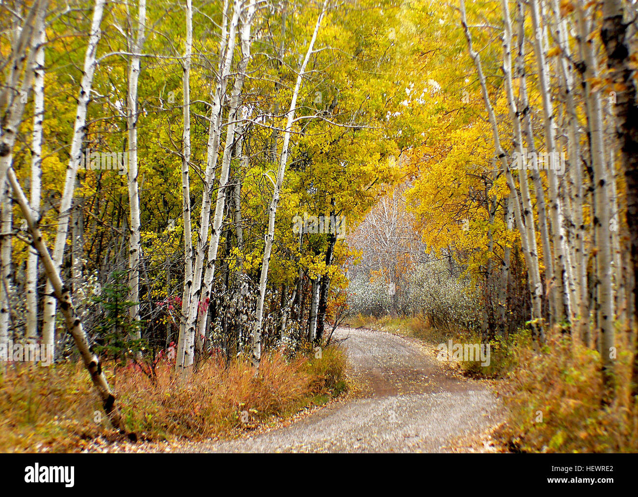 Aspen trees, native to the cold regions of the Northern Hemisphere ...