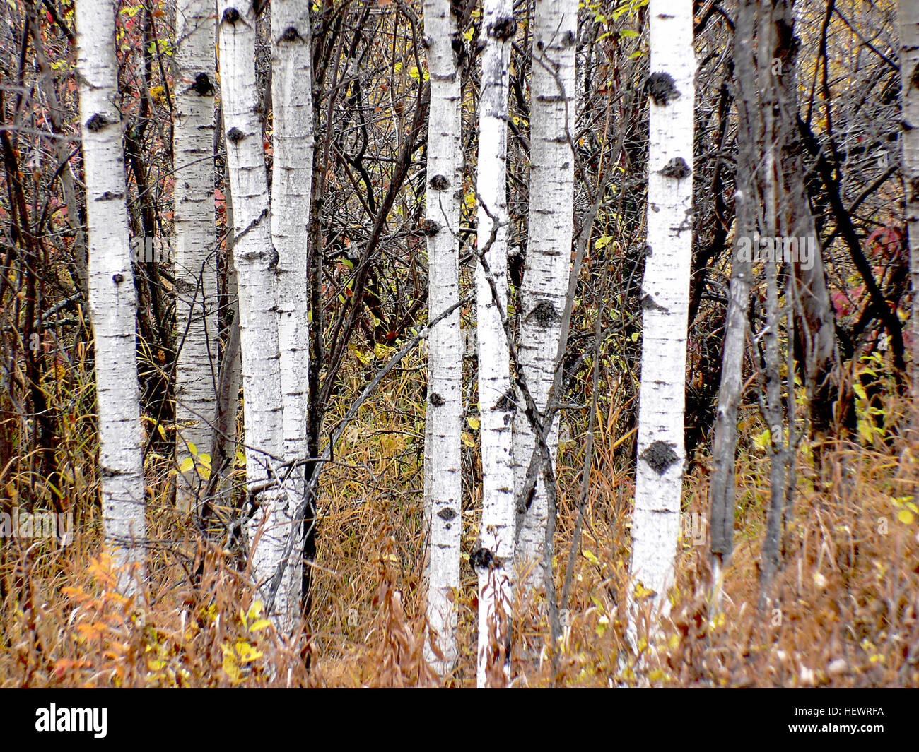 Aspens, native to cold regions with cool summers, thrive in the ...