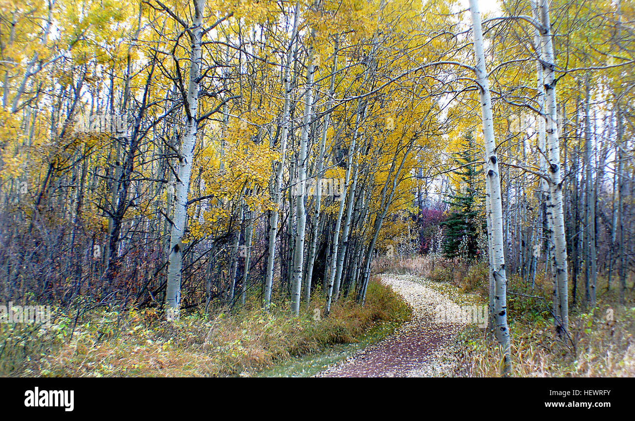 Aspens, native to cold regions of the Northern Hemisphere, thrive in ...