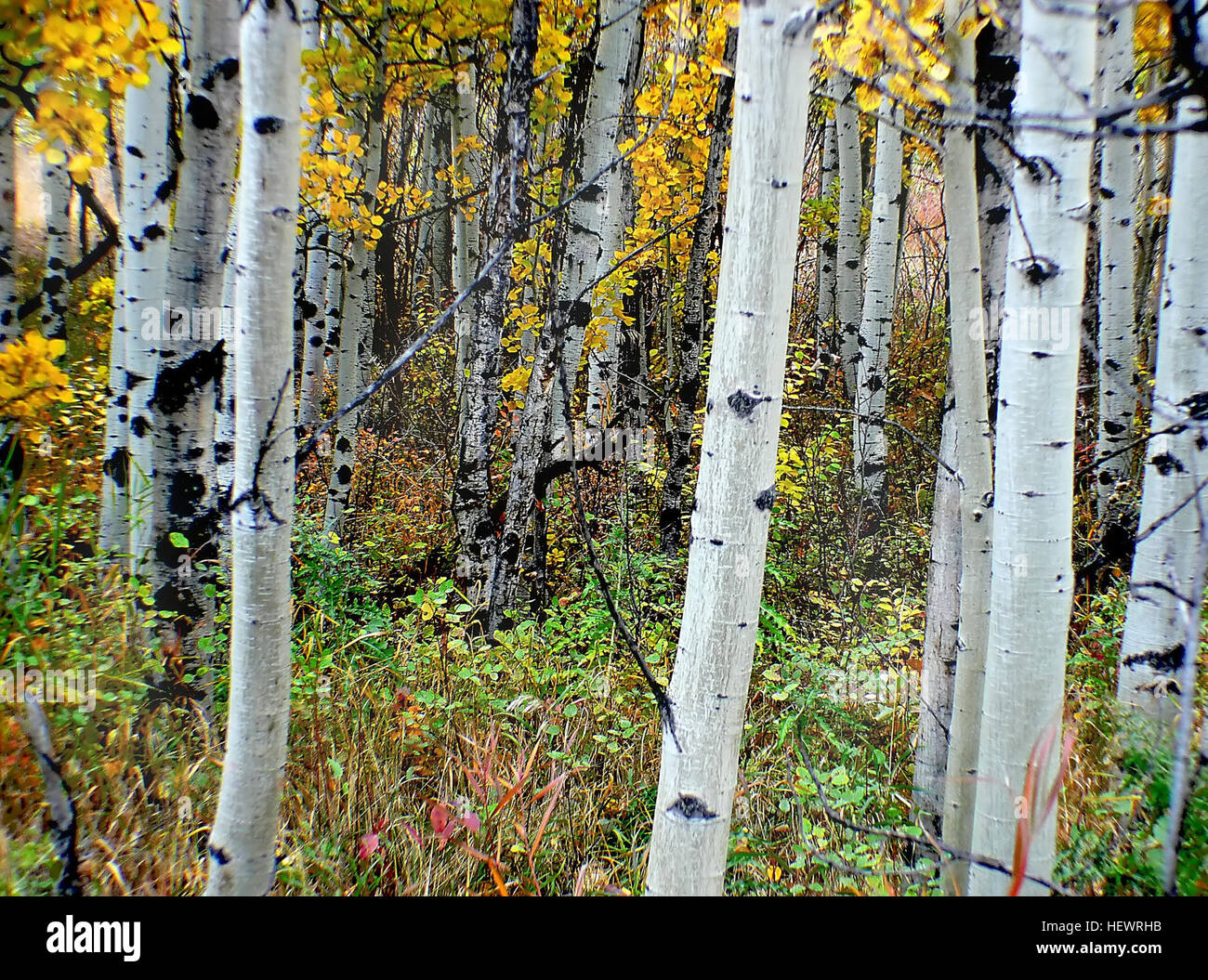 Aspen trees, native to cold regions with cool summers, grow at high ...
