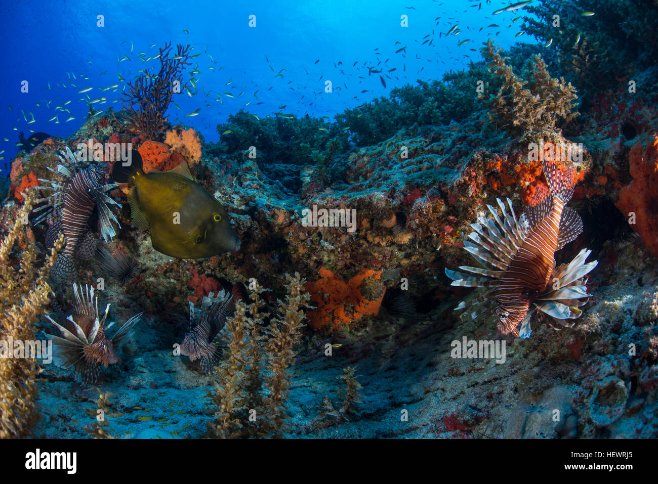 Lionfish by reef, Cancun, Mexico Stock Photo - Alamy
