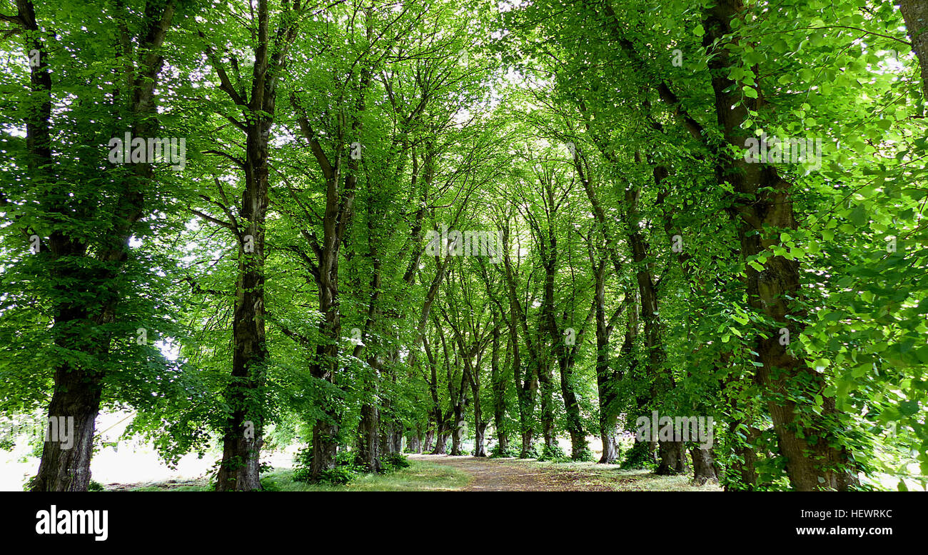 This image features a tree-lined avenue, traditionally used in ...
