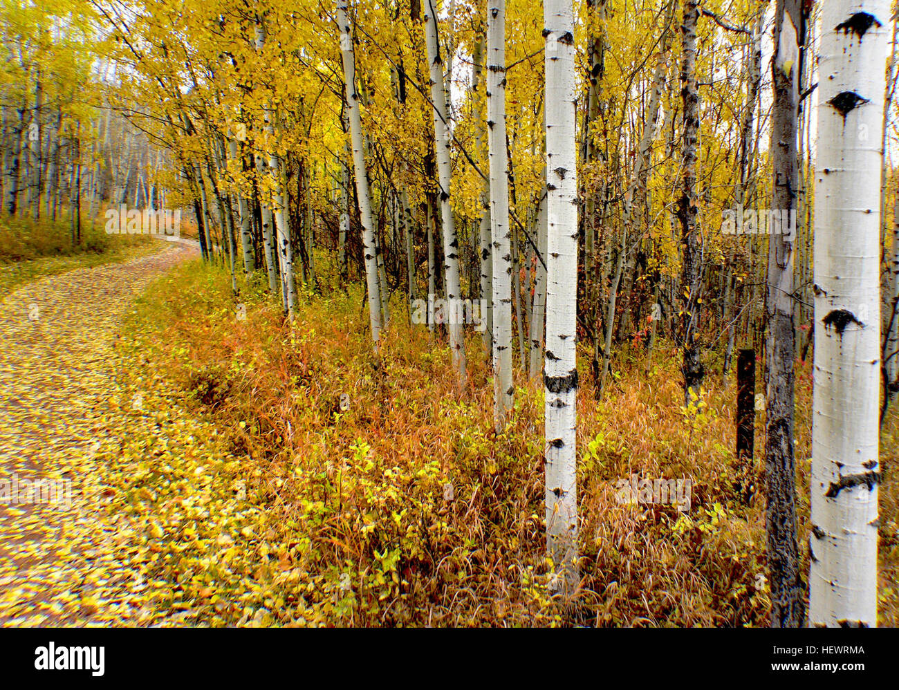 The image features a group of aspen trees during autumn in Fish Creek ...