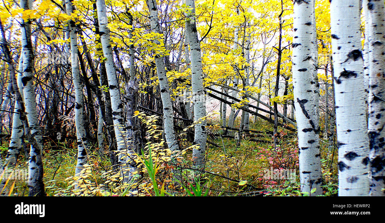 Aspen trees are native to cold regions of the Northern Hemisphere ...