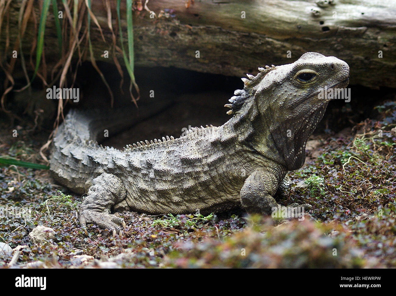 The tuatara native new zealand lizard wildlife lizard endangered ...