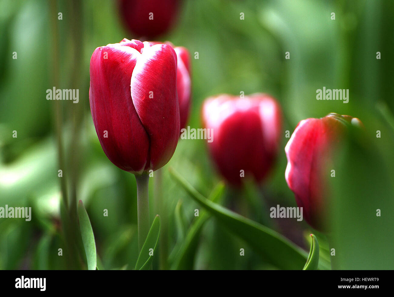Tulips seen in full hi-res stock photography and images - Alamy