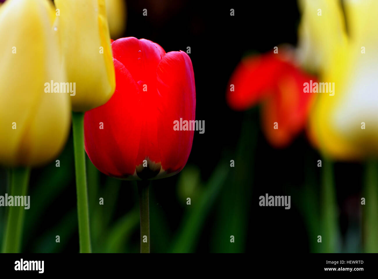 Wonderful Flowers In The World