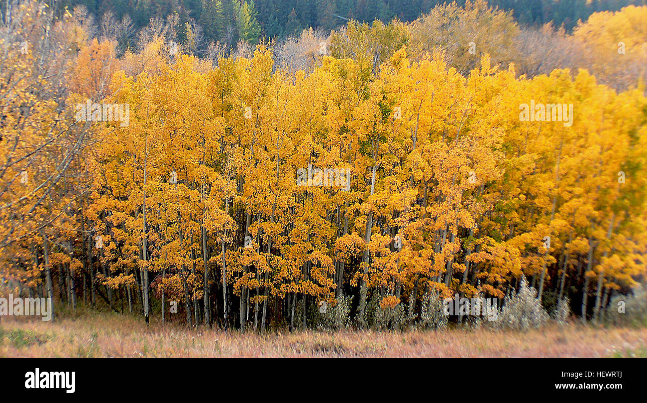 Aspen trees, native to cold regions in the Northern Hemisphere, thrive ...