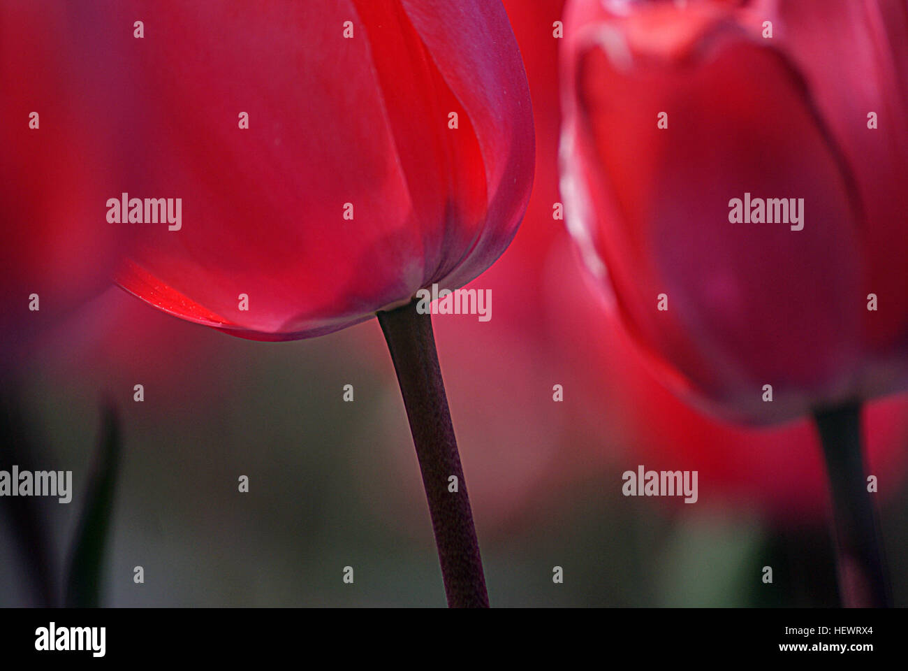 Turban turkey hi-res stock photography and images - Alamy