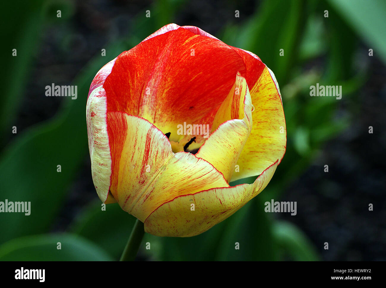 This botanical artwork illustrates the tulip, a perennial bulbous plant ...