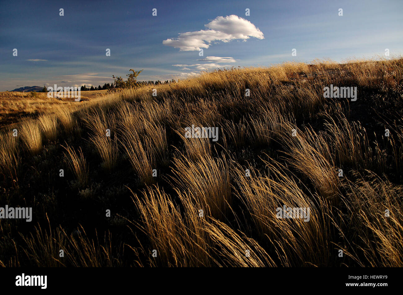 Bunchgrass mountain hi-res stock photography and images - Alamy