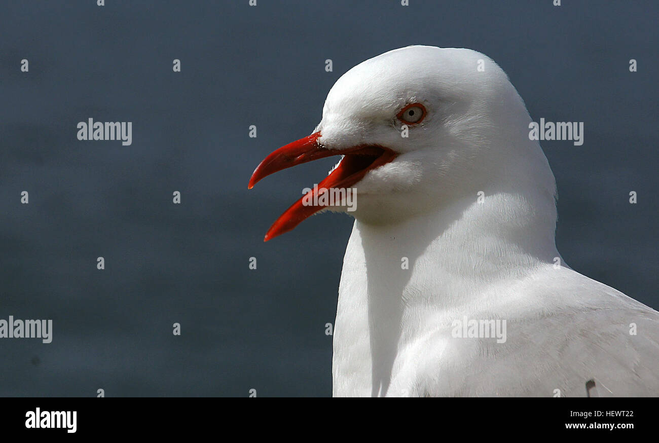 Confused bird species hi-res stock photography and images - Alamy