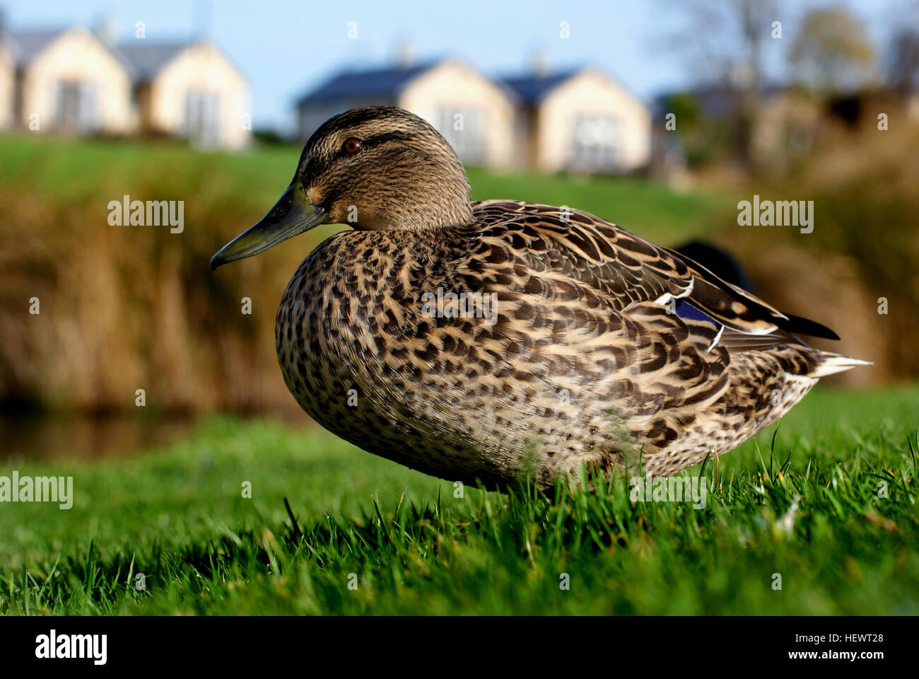 Mallard species hi-res stock photography and images - Alamy