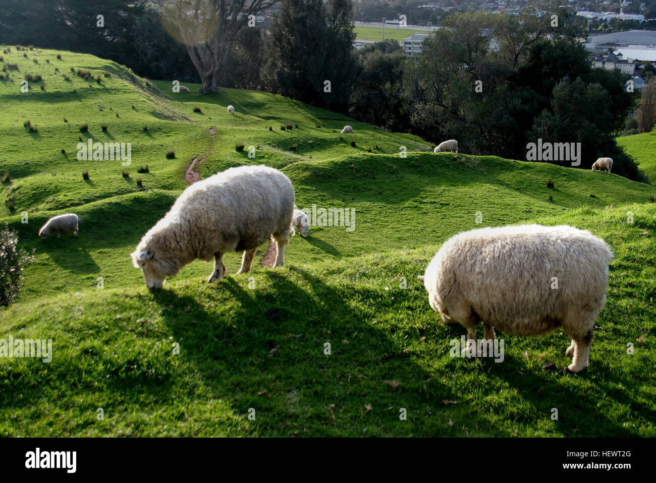 This photograph captures various elements of Auckland’s landscapes ...