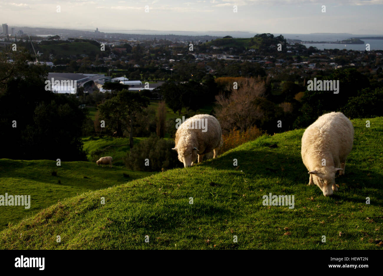 This photograph captures sheep in a farming environment, highlighting ...