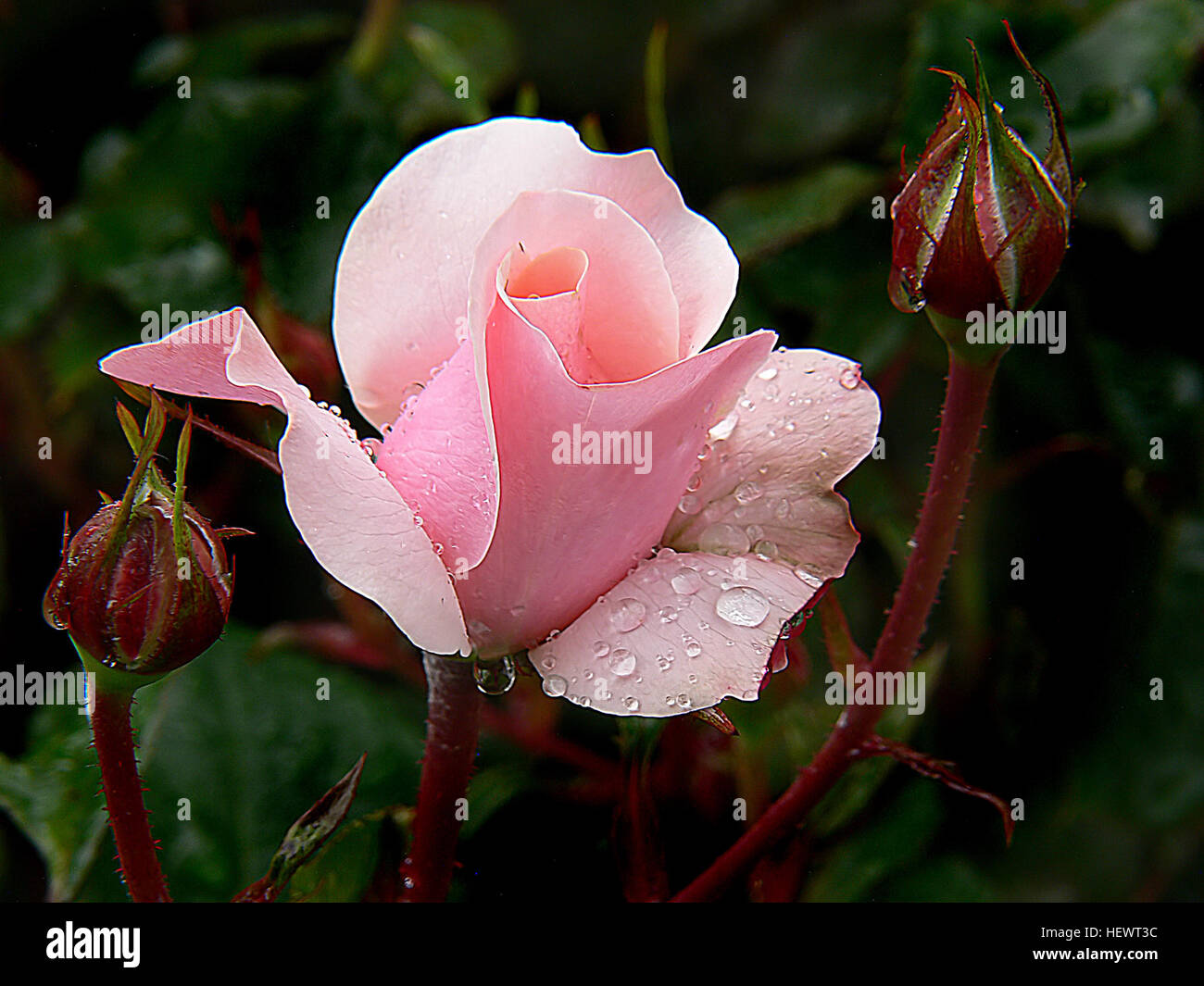 This close-up photograph showcases pink roses with raindrops on their ...