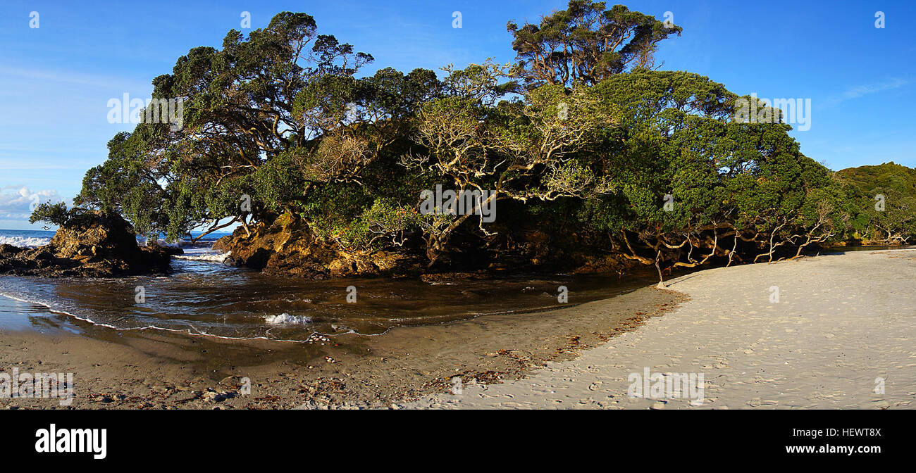 Bream Bay is one of the most beautiful white sandy beaches in New ...