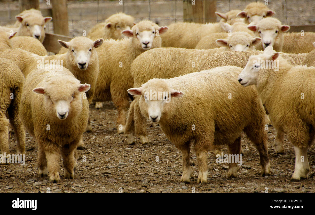 Sony sheep hi-res stock photography and images - Alamy