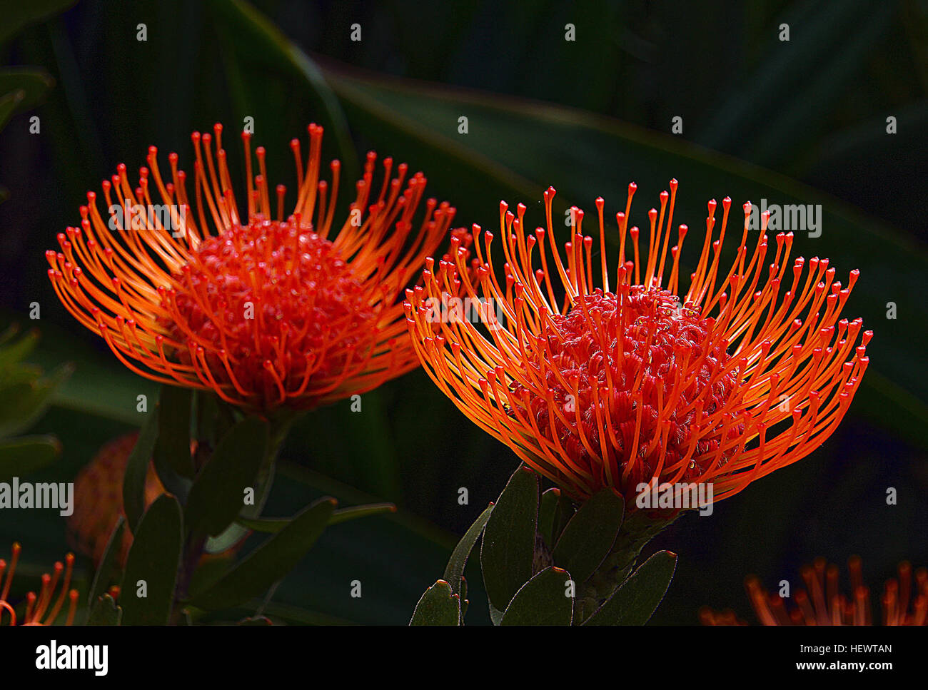 The Waratah (Telopea), an erect shrub, can reach up to 4 meters in ...