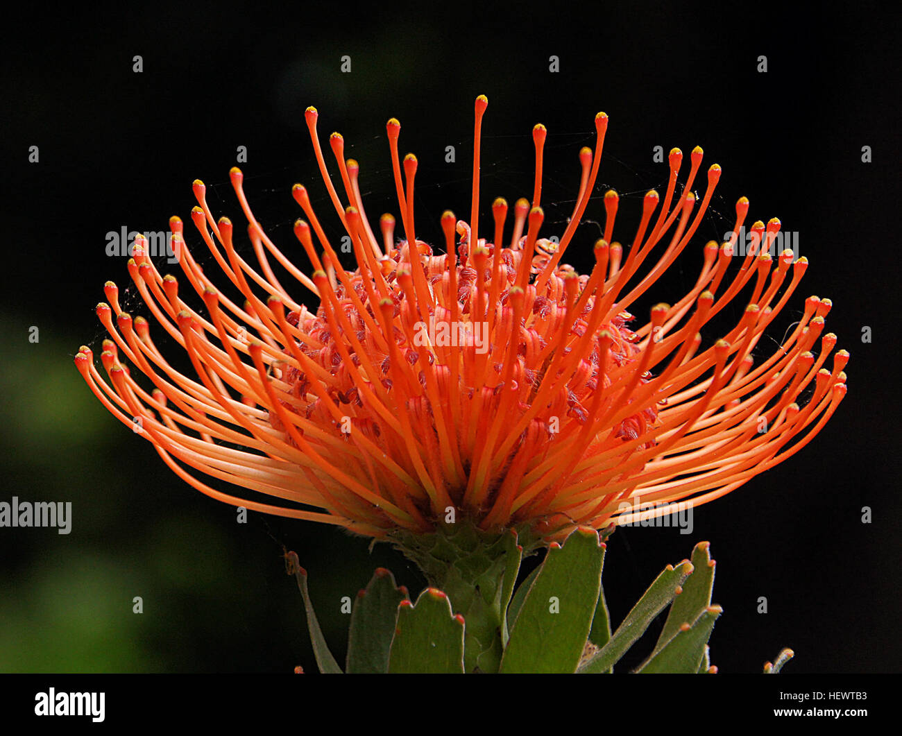 Iconic australian flower hi-res stock photography and images - Alamy