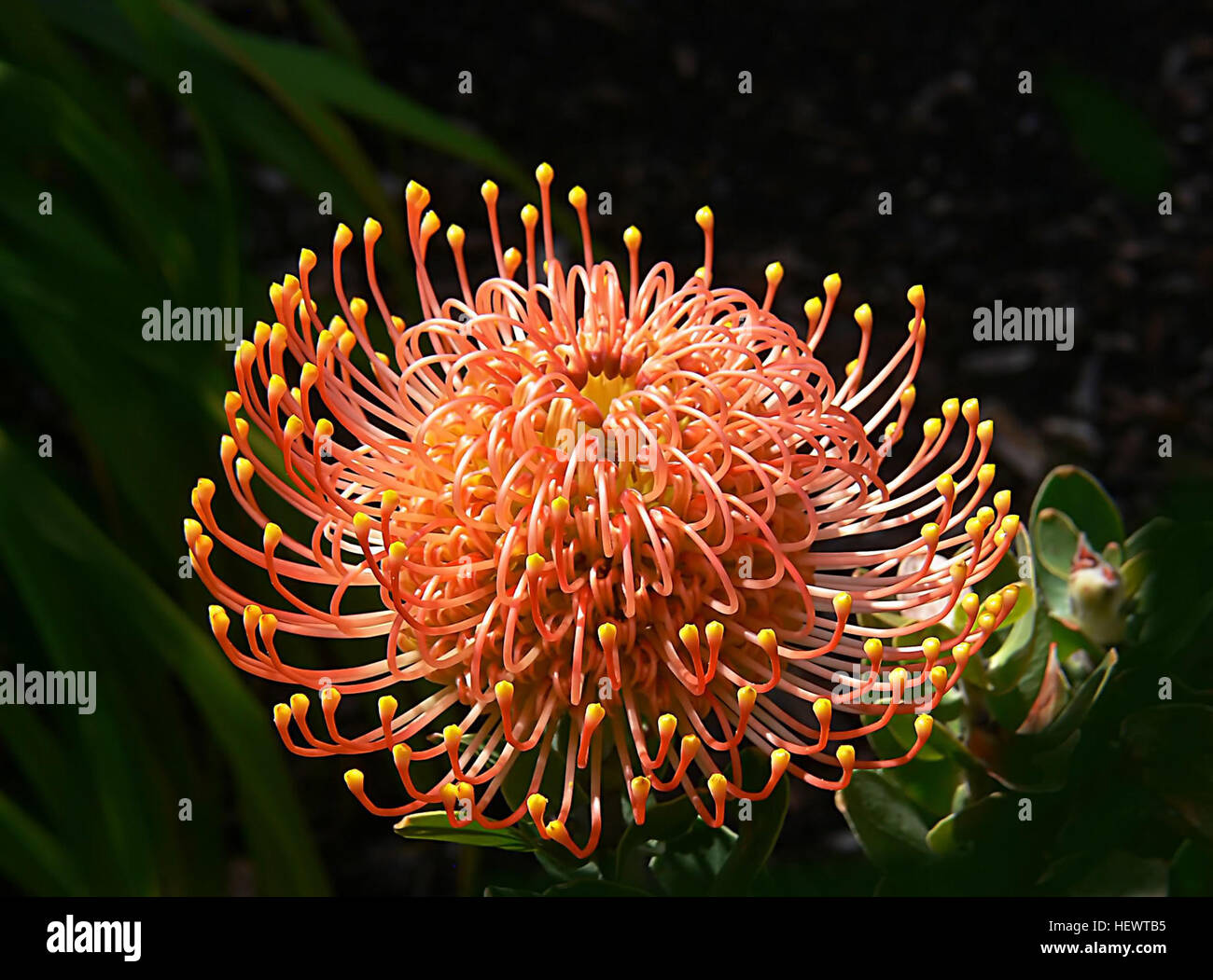 Australian flowers hi-res stock photography and images - Alamy