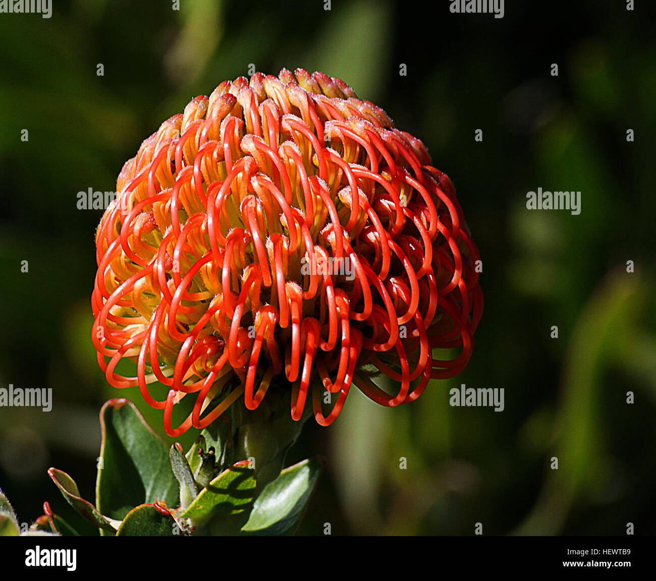 This image of a Waratah, a flower native to Australia, showcases its ...