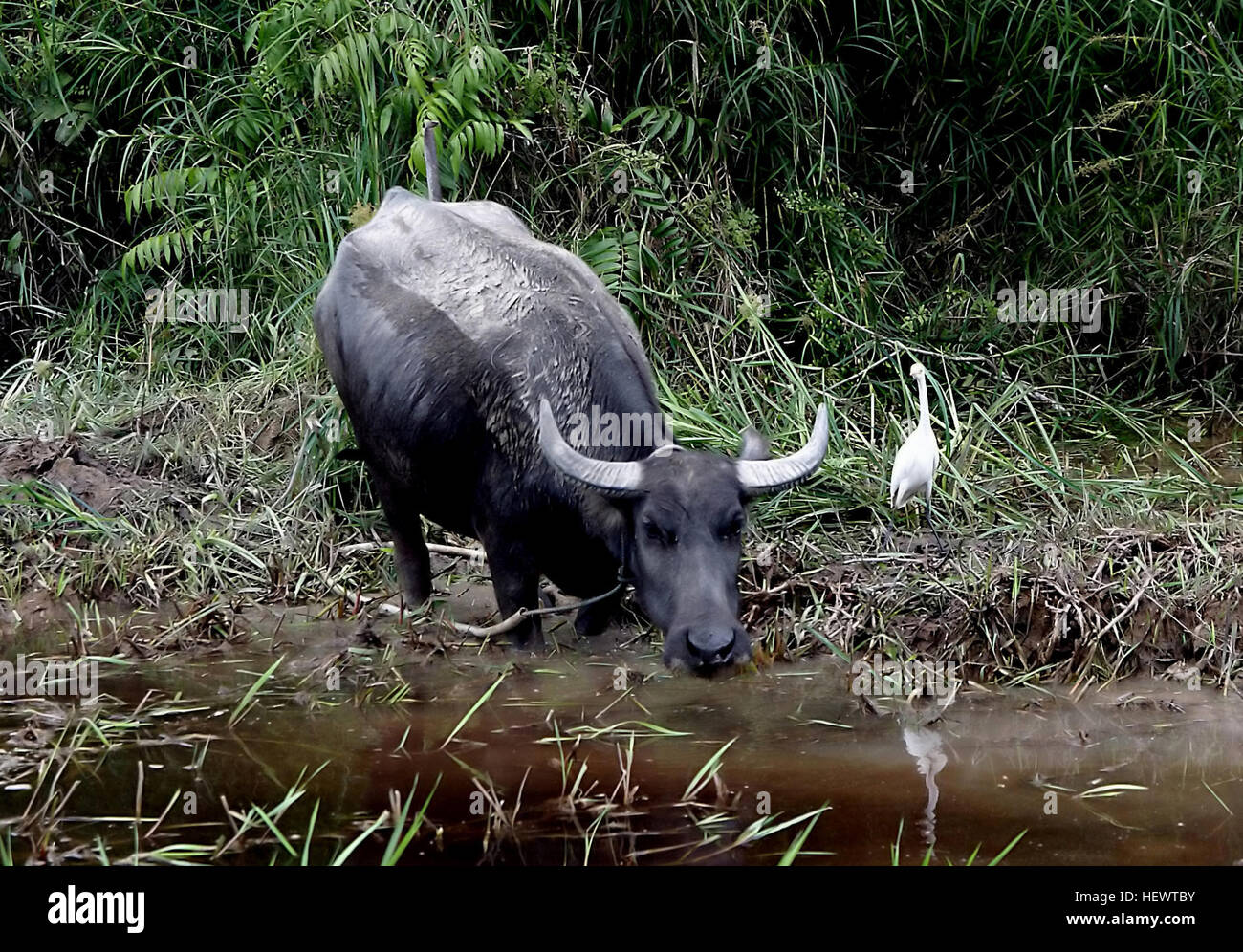 Animals used for milk production hi-res stock photography and images ...