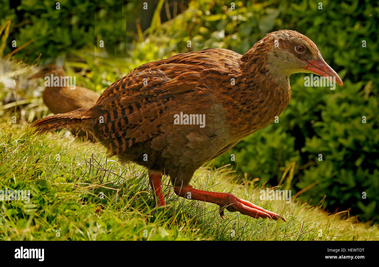 Members of the rail family hi-res stock photography and images - Alamy