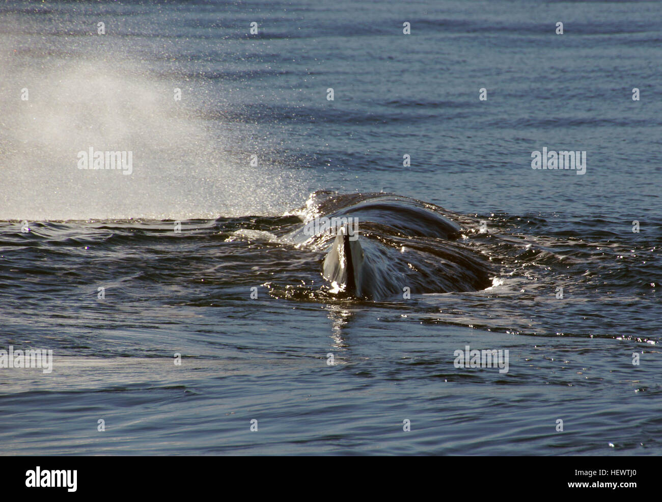 A Sperm Whale fluke rises above the water off the coast of Kaikoura ...