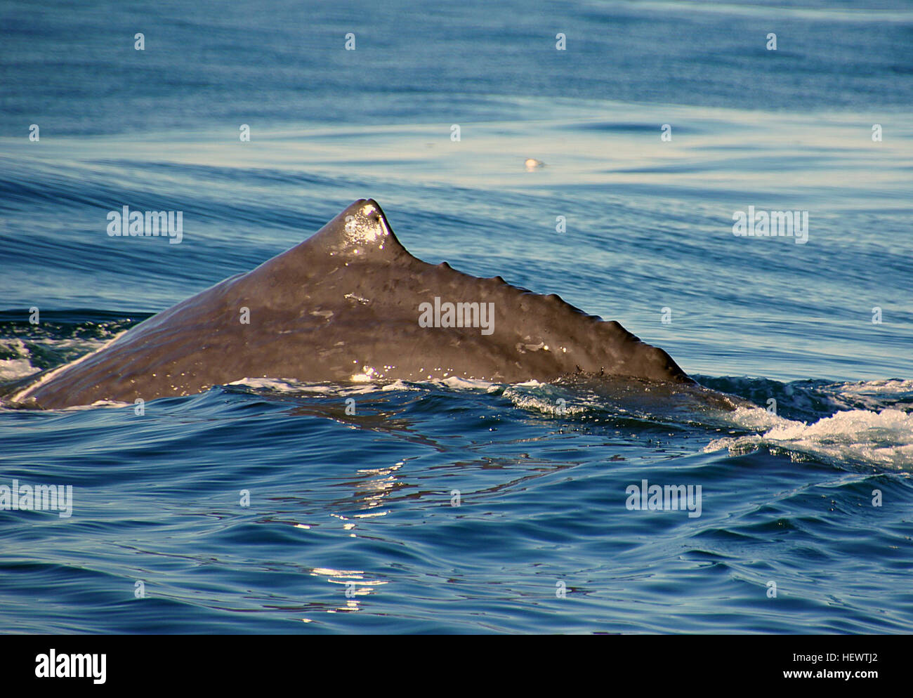 High precision sensor hi-res stock photography and images - Alamy