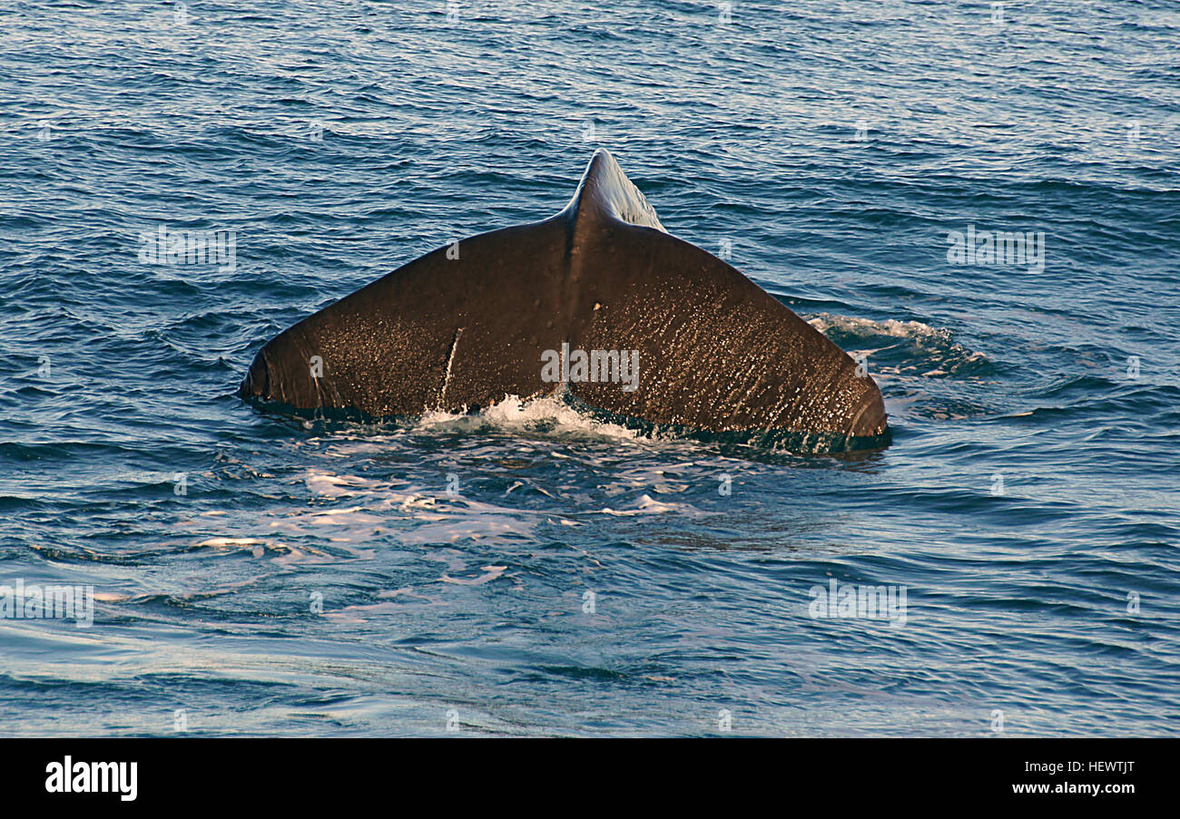 A photograph of a sperm whale diving off the coast of Kaikoura, New ...