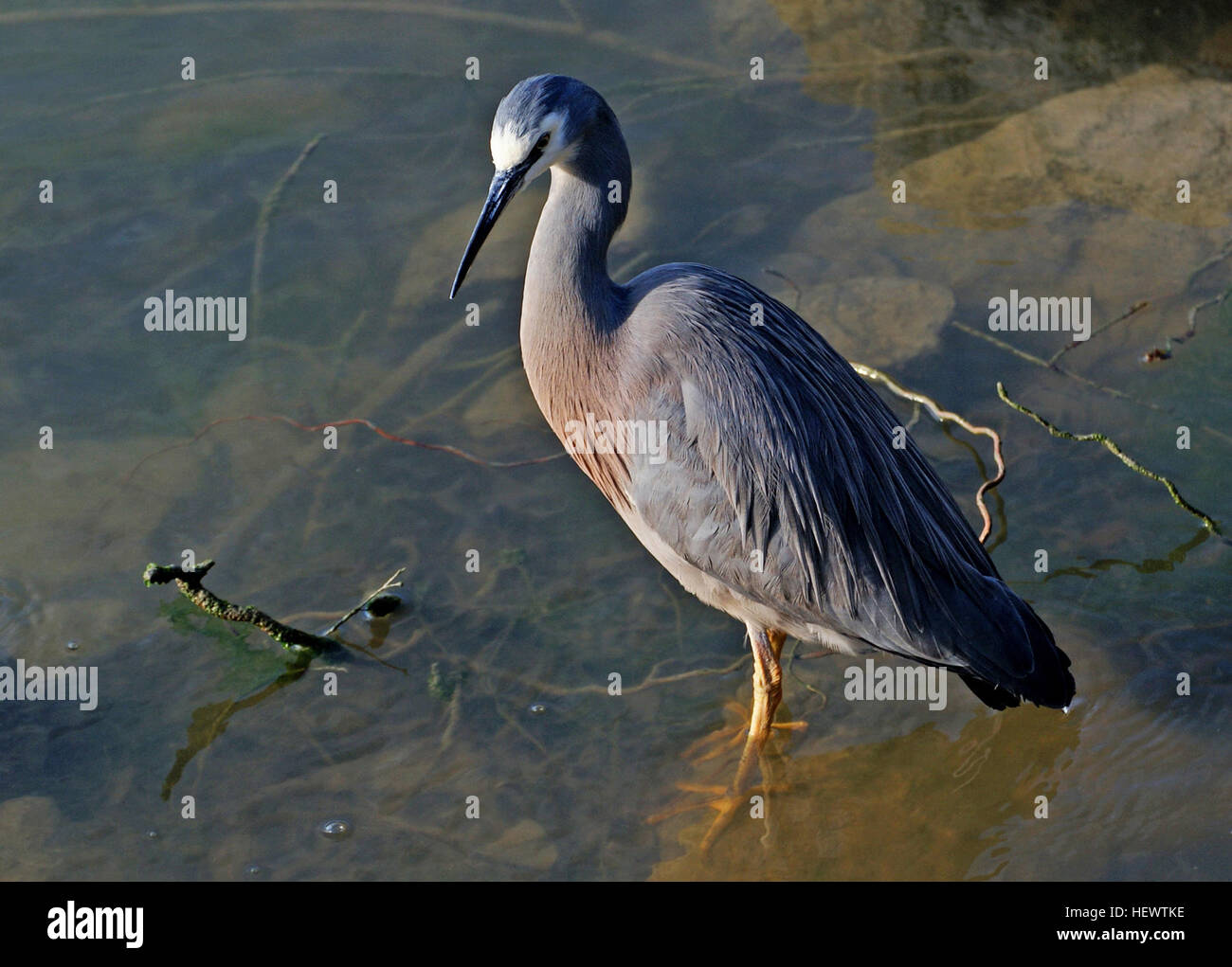 The white-faced heron (Ardea novaehollandiae) is New Zealand's most ...