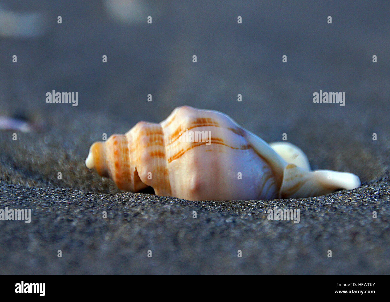 About 50 species hi-res stock photography and images - Alamy