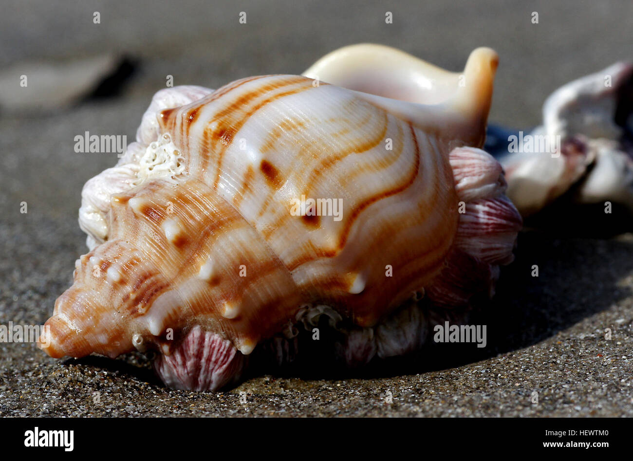 Snails sea food hi-res stock photography and images - Alamy