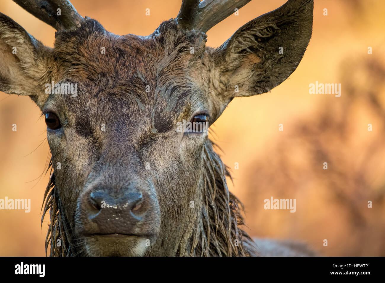 Wild male deer close up. Rutting season wet from wallowing Stock Photo ...