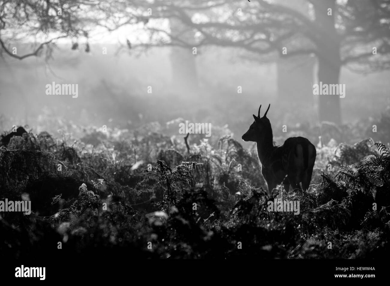 Richmond park deer stag Black and White Stock Photos & Images - Alamy