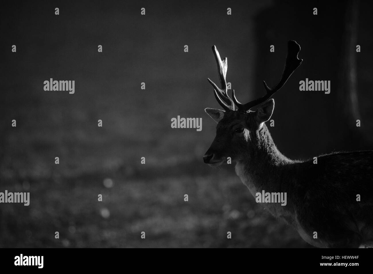 Richmond park deer stag Black and White Stock Photos & Images - Alamy