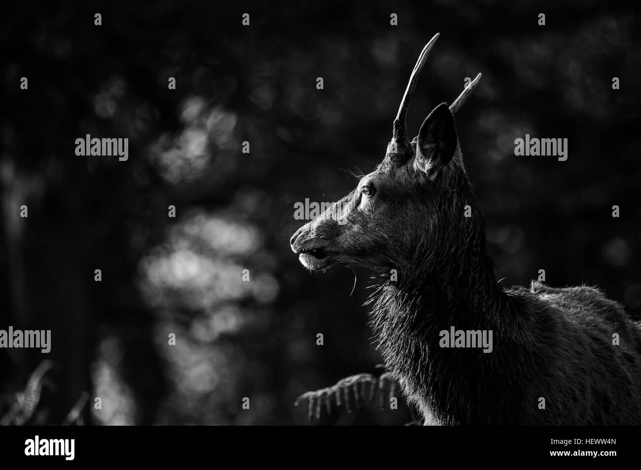Richmond park deer stag Black and White Stock Photos & Images - Alamy