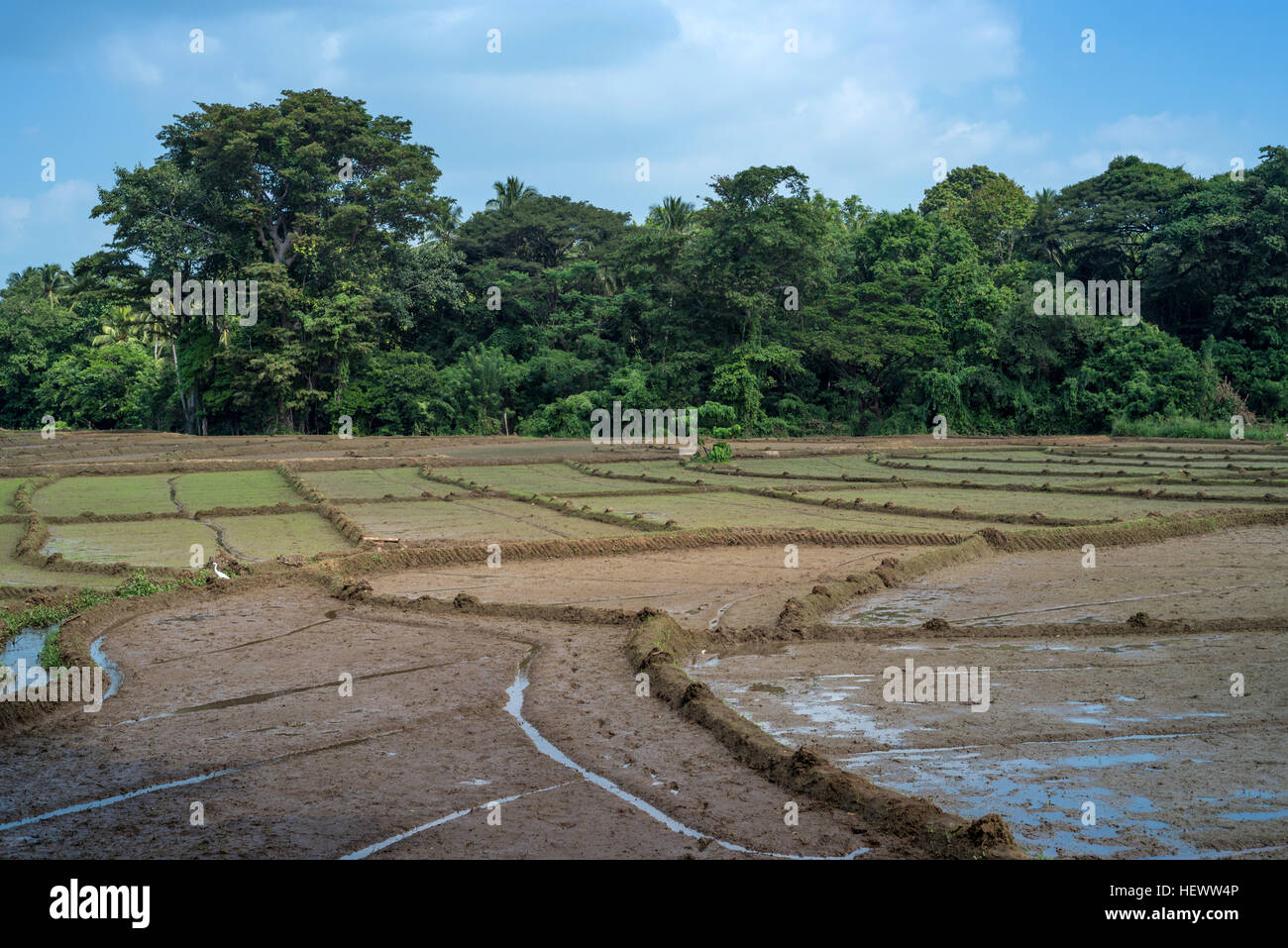 Paddy fields with crops of rice in Sri Lanka with palms and sky ...