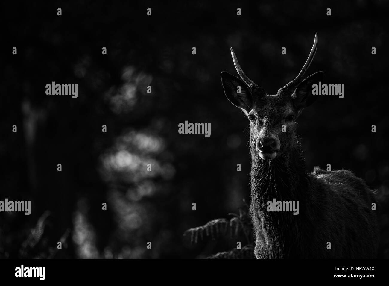 Red deer stag england Black and White Stock Photos & Images - Alamy