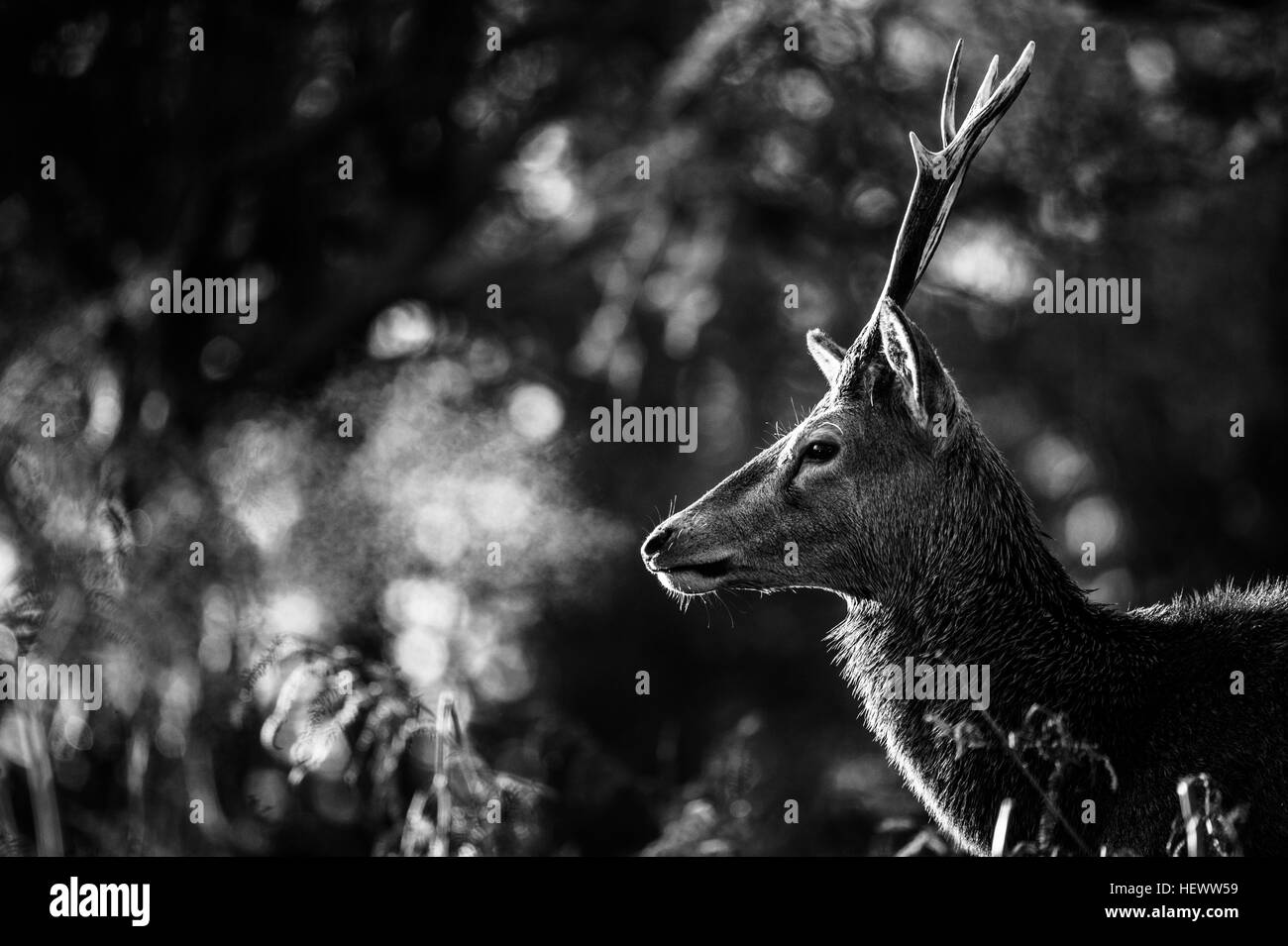 English red deer Black and White Stock Photos & Images - Alamy
