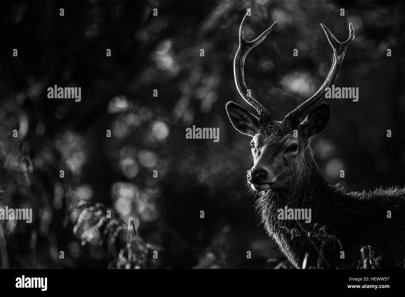 Richmond park deer stag Black and White Stock Photos & Images - Alamy