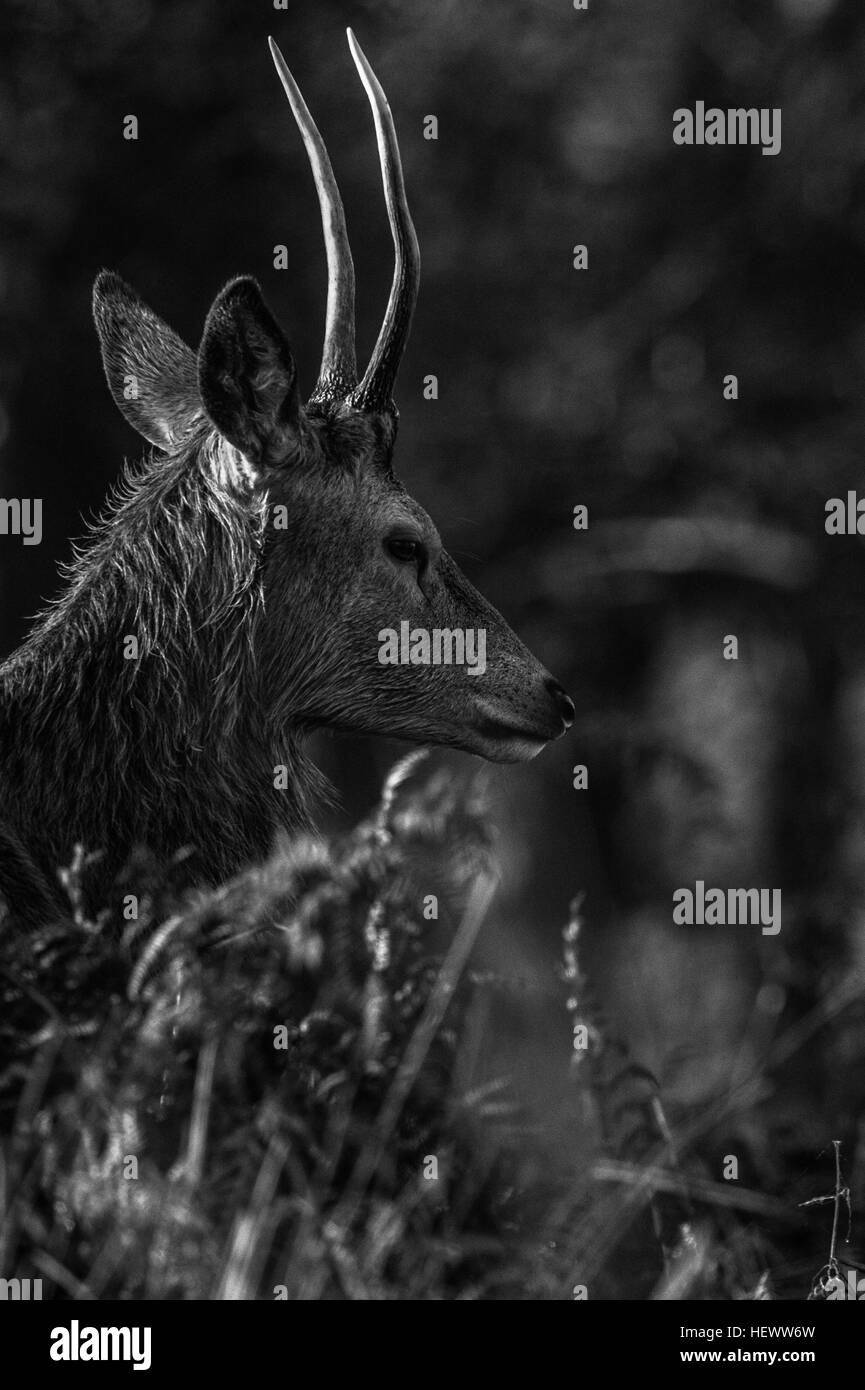 Fall deer season Black and White Stock Photos & Images - Alamy