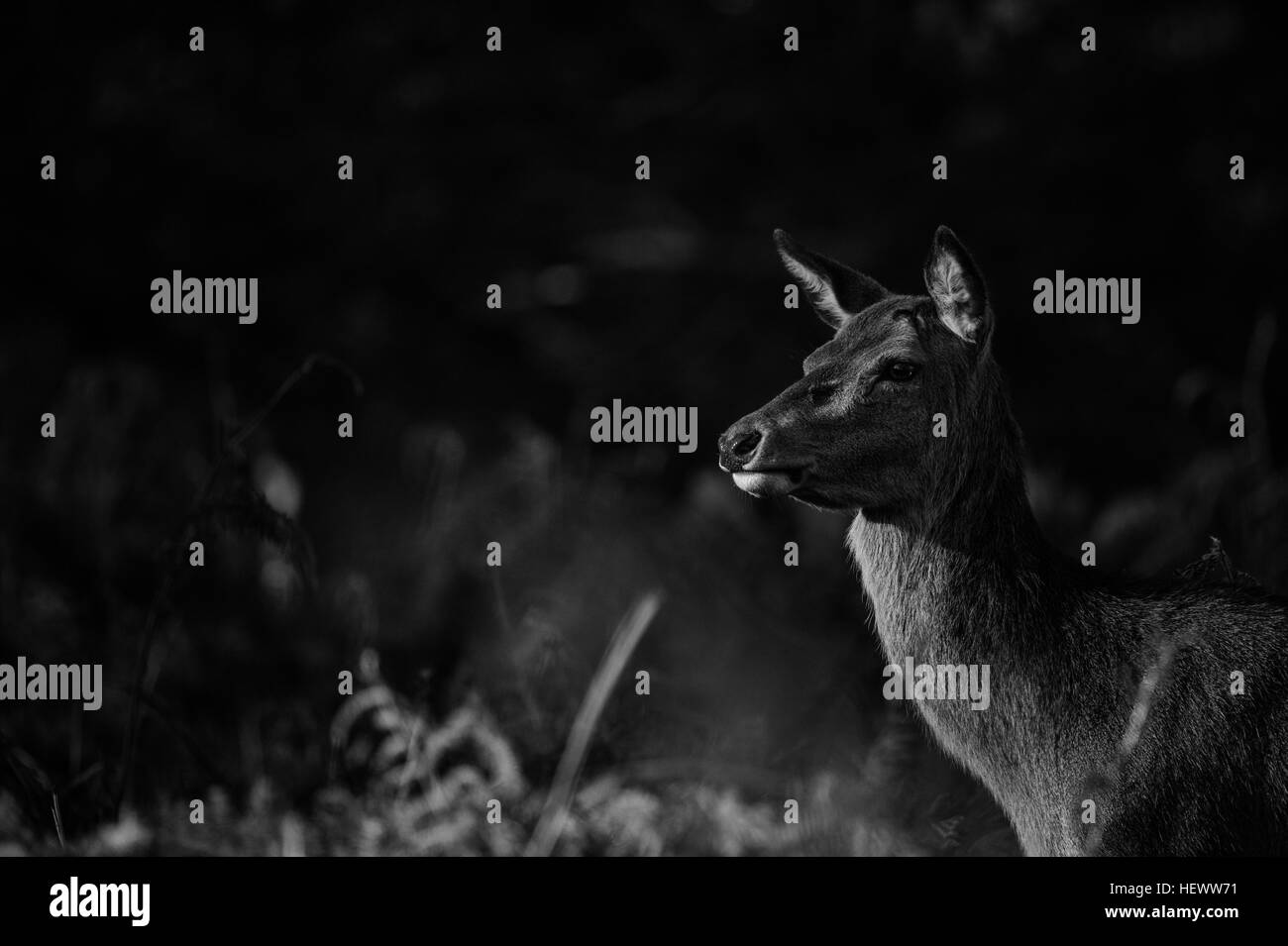 Richmond park deer stag Black and White Stock Photos & Images - Alamy