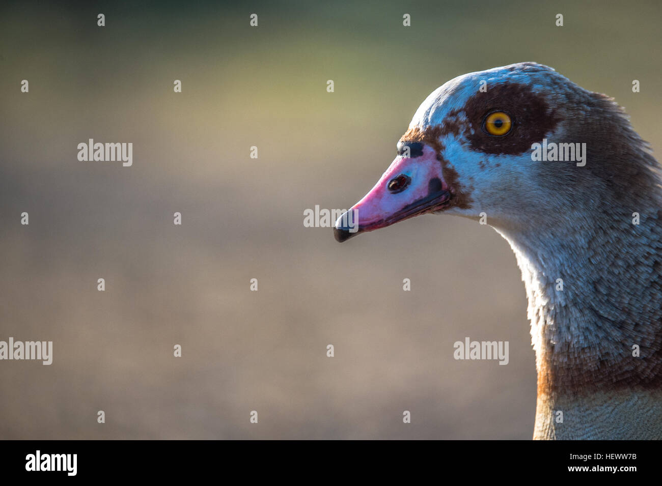Egyptian goose in Richmond park in London, United Kingdom Stock Photo ...