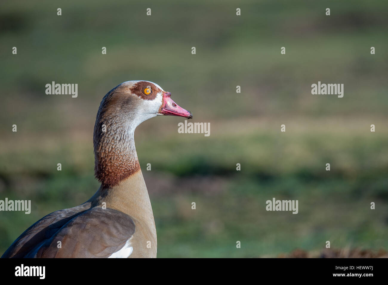 Egyptian goose london hi-res stock photography and images - Alamy