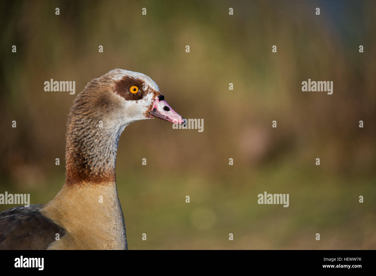 Egyptian goose britain hi-res stock photography and images - Alamy