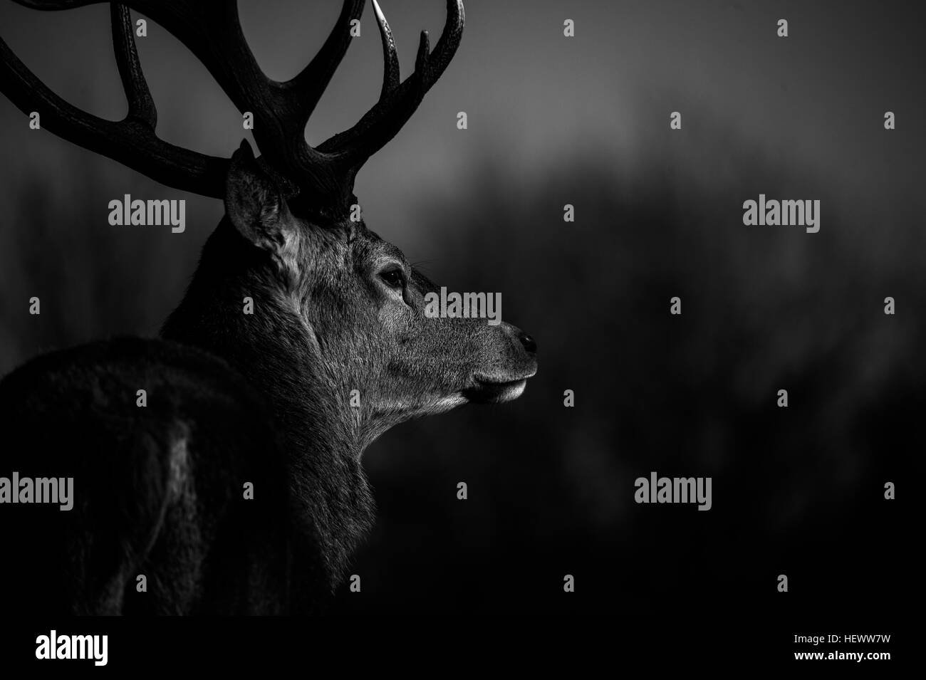 Richmond park deer stag Black and White Stock Photos & Images - Alamy