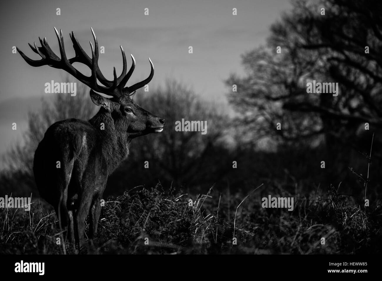 Deer Black and White Stock Photos & Images - Alamy